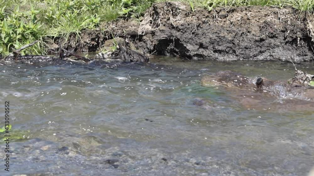 Stream Bank Eroding as Silt is Moved Away by Flowing Water Creating a ...