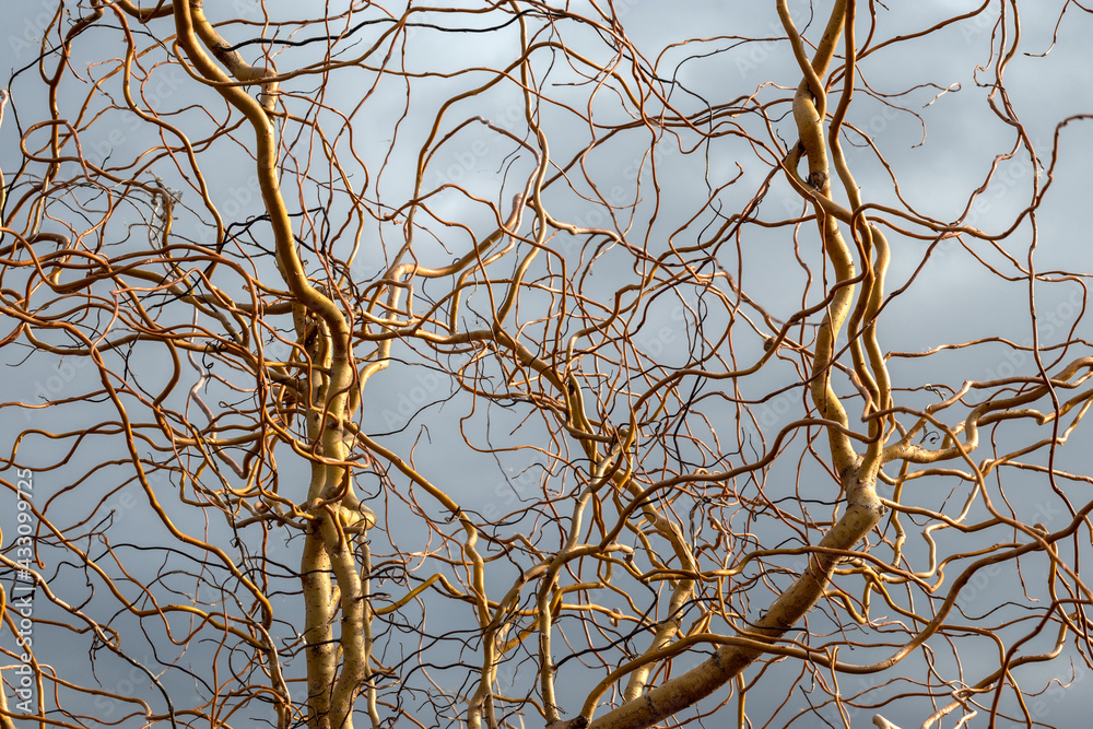 Golden branches of corkscrew-willow in spring. Salix matsudana, Curly ...