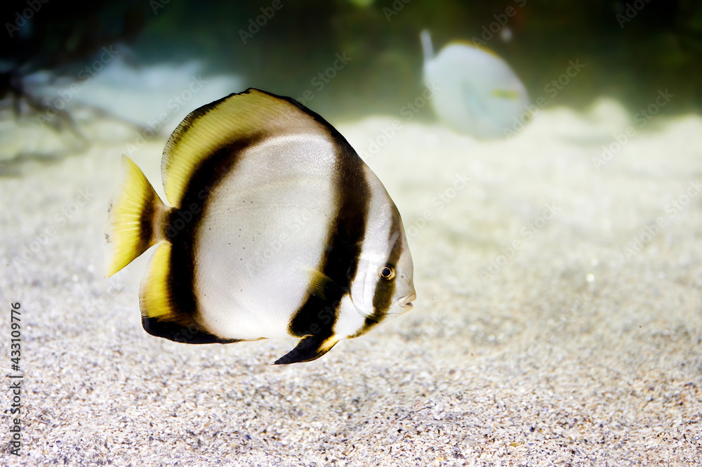 Pinnate spadefish (Platax pinnatus) known as red-faced batfish or large ...
