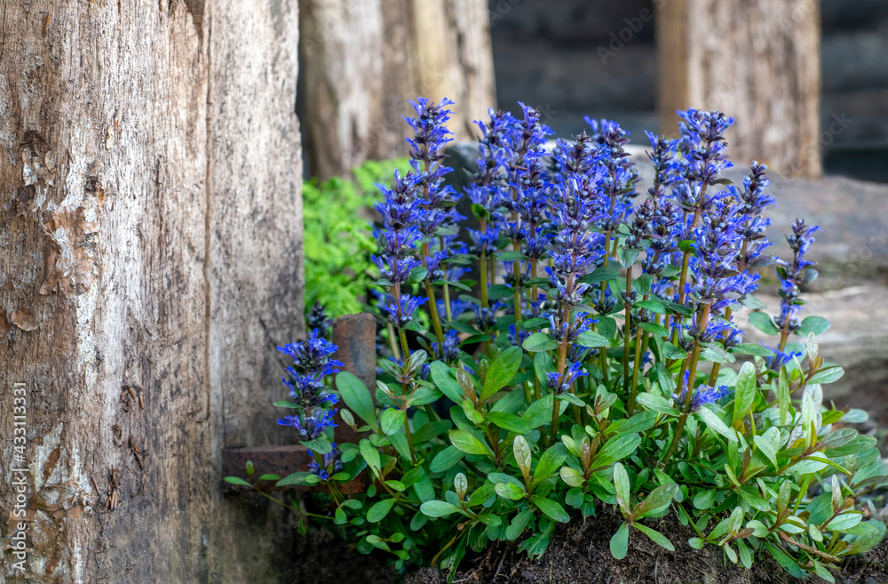 ajuga reptans Stock Photo | Adobe Stock