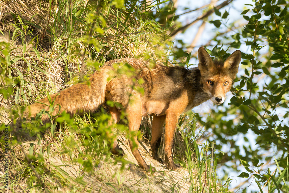 Red fox adult female (Vulpes vulpes) large european fox in front of the ...