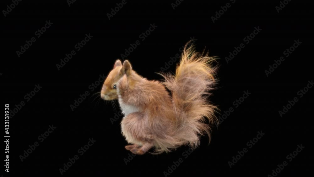 squirrel Dance CG fur. 3d rendering, animal realistic CGI VFX ...
