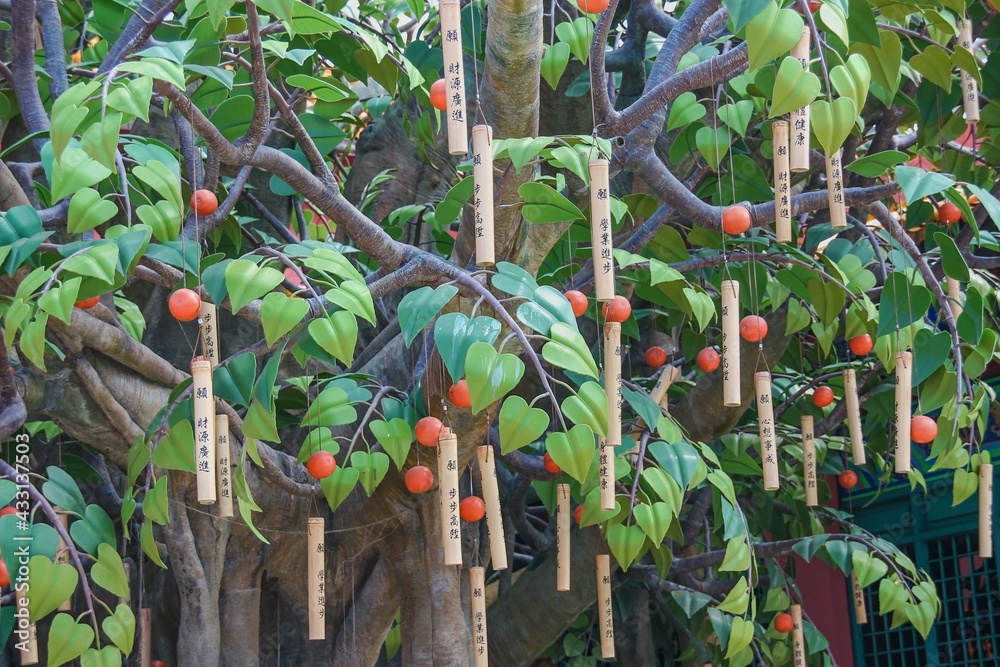 Bamboo tubes and orange fruits hanging on symbolic Bodhi Wisdom Tree or ...