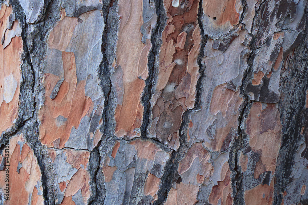 tree bark lumber timber background texture surface backdrop Stock Photo ...