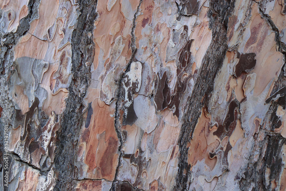 tree bark lumber timber background texture surface backdrop Stock Photo ...