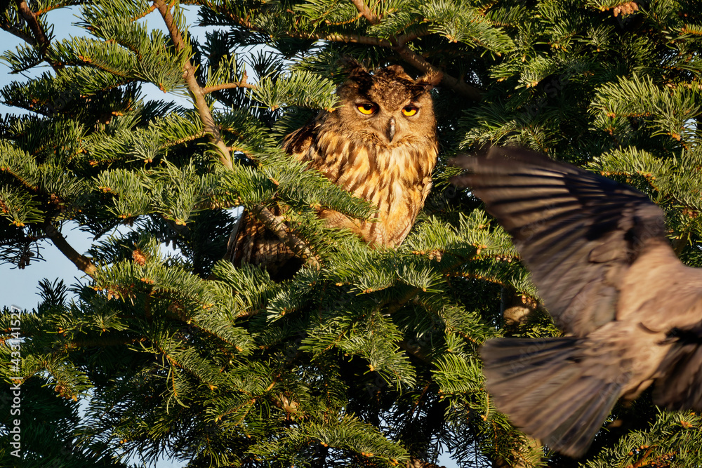 Eurasian eagle-owl - Bubo bubo species of eagle-owl in much of Eurasia ...
