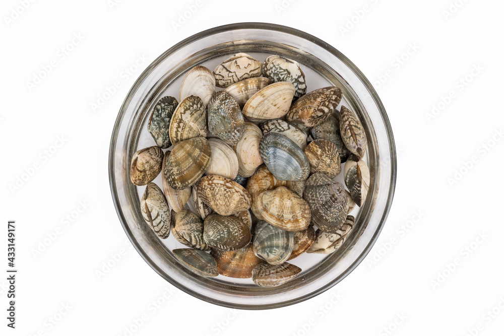 short necked clam in a glass bowl with water Stock Photo | Adobe Stock