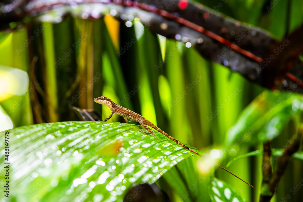 Anolis polylepis, the many-scaled anole or Golfo-Dulce anole on green ...