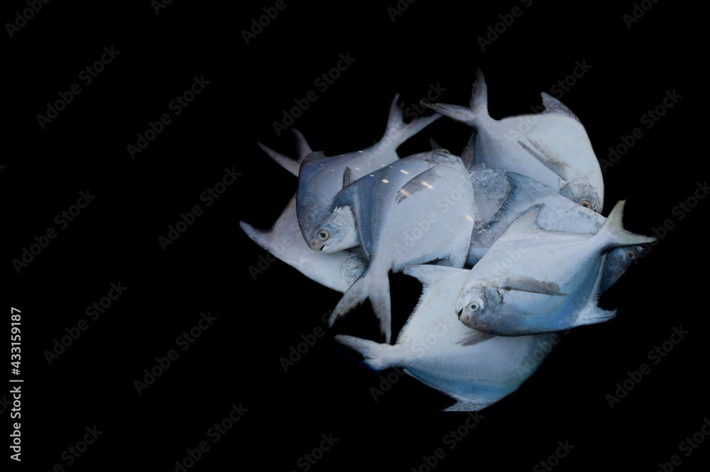 Collection of pomfret fish isolated on black. Stock Photo | Adobe Stock