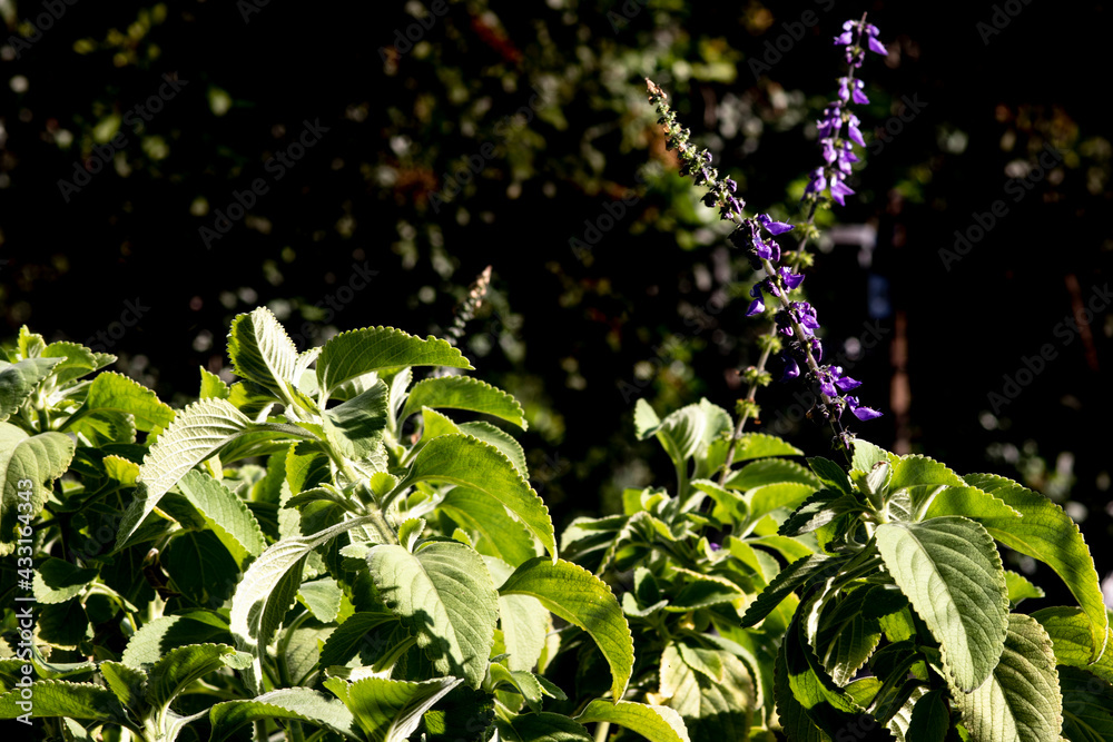 Selective focus of Boldo blossom with black background. Green plant ...