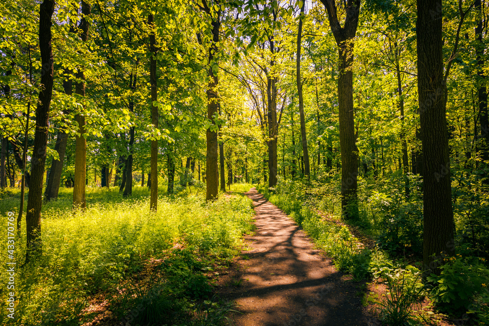 Beautiful forest with sunny trail and sunbeams through the trees ...
