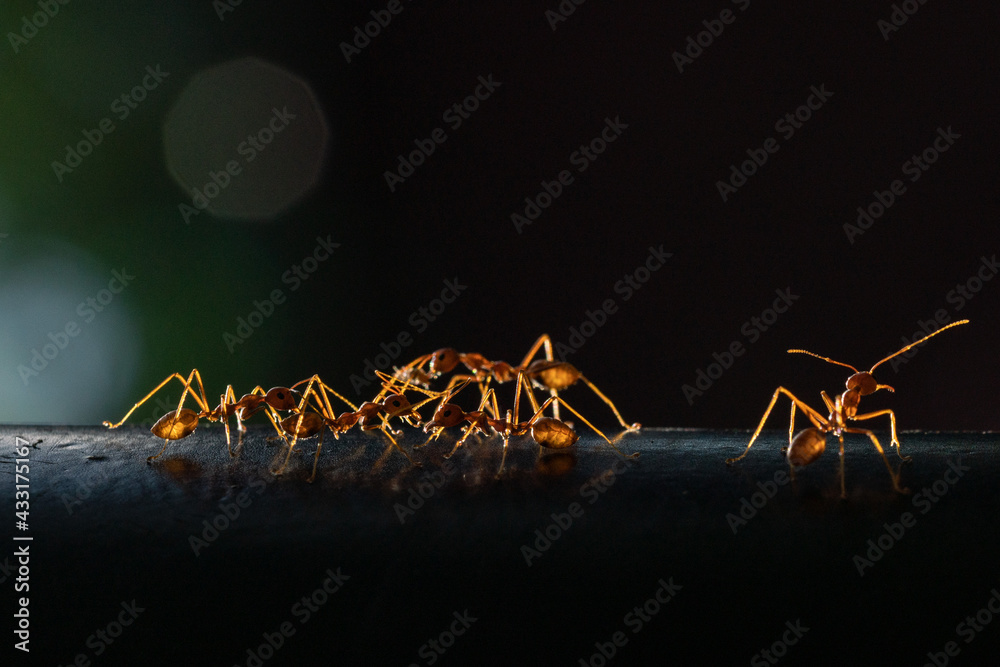 Red weaver ant illuminated by morning sun with black background. Stock ...