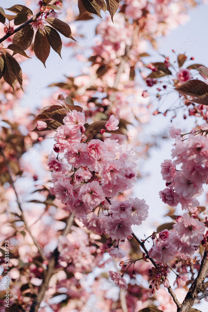 blossoming branches of pink sakura. blooming sakura branches close-up ...