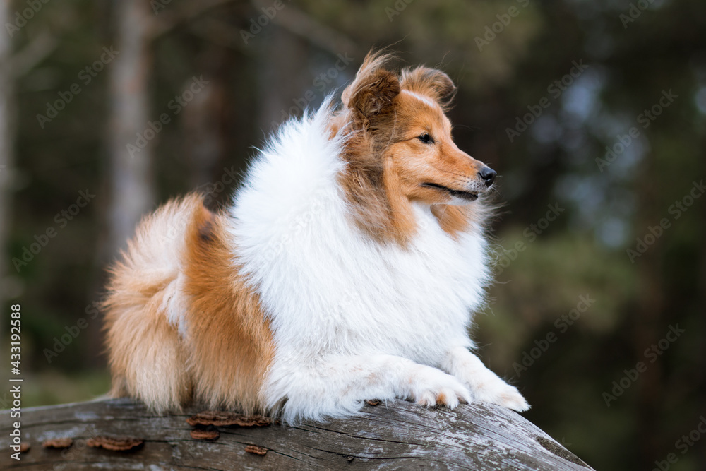 Smart, fluffy, beautiful sable white shetland sheepdog, sheltie lies on ...