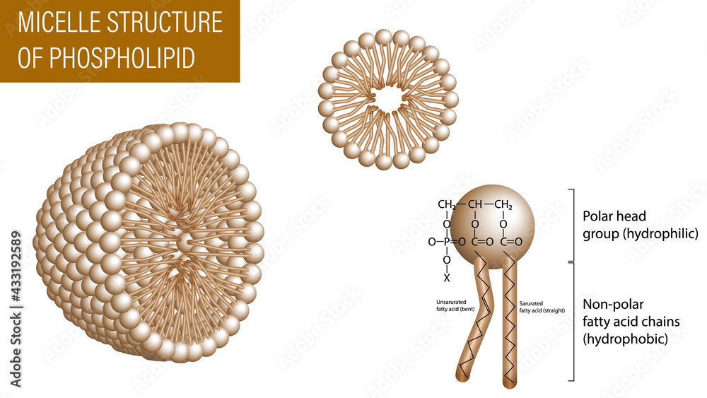 Micelle Structure of Phospholipid - Membrane Cell vector de Stock ...