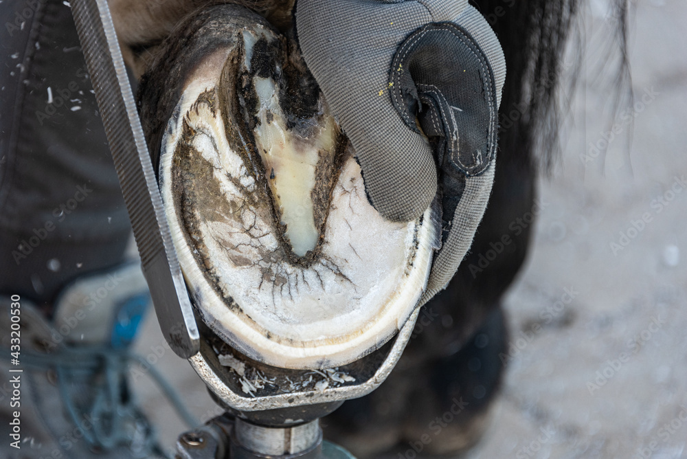 Natural hoof trimming - the farrier trims and shapes a horse's hooves ...