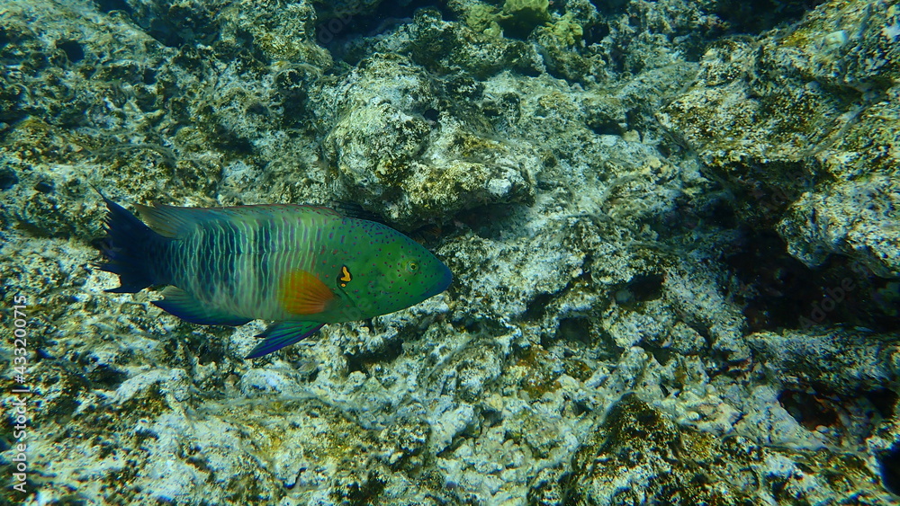 Broomtail wrasse (Cheilinus lunulatus) undersea, Red Sea, Egypt, Sinai ...