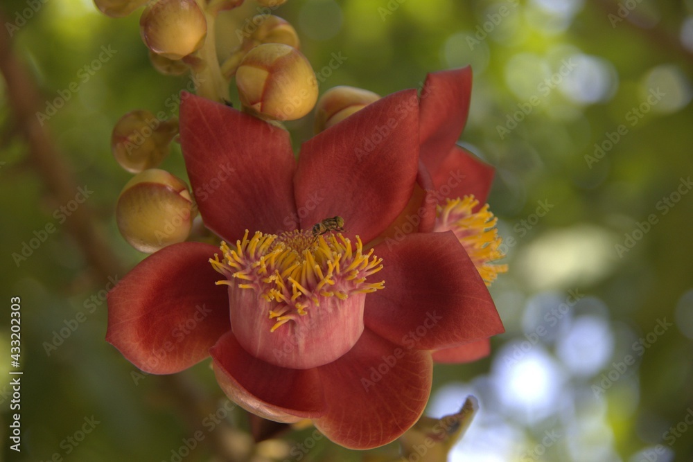 Cambodia. Couroupita guianensis, commonly known as Cannonball tree ...