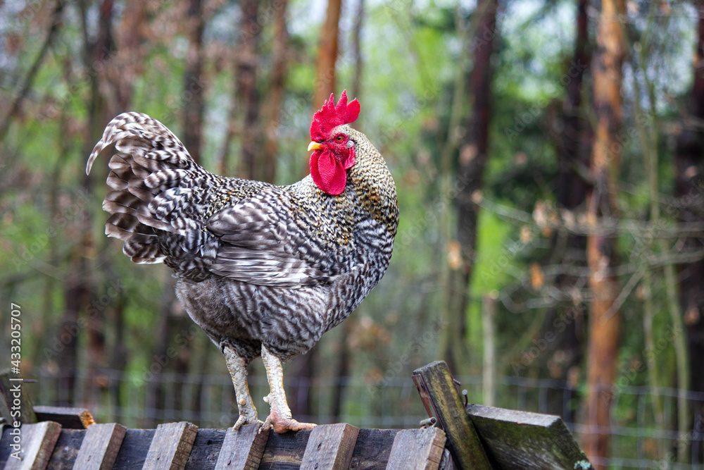 Kogut stojący na drewnianej konstrukcji na tle lasu Stock Photo | Adobe ...