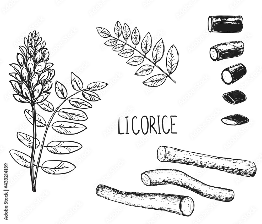 Hand drawn sketch black and white set of licorice branch, root, flower ... Hand drawn sketch black and white set of licorice branch, root, flower ...
