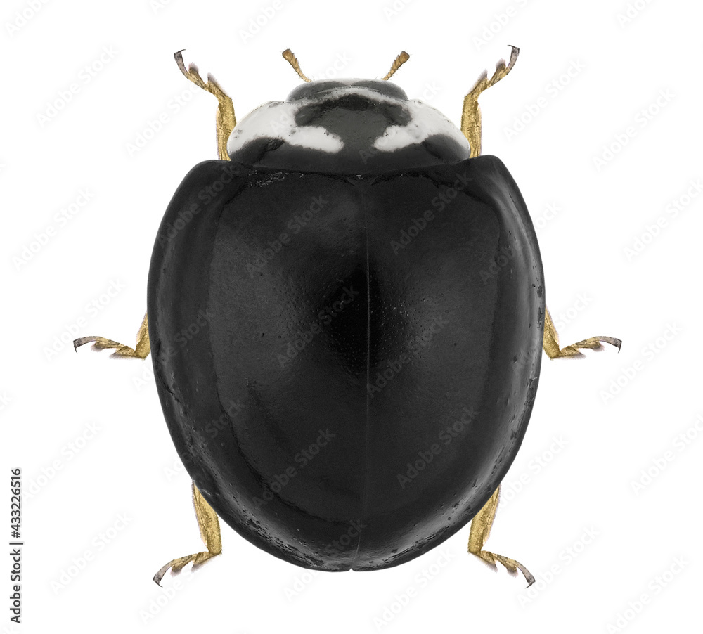 Ladybug (ladybird), Cheilomenes propinqua nilotica (Coleoptera ...