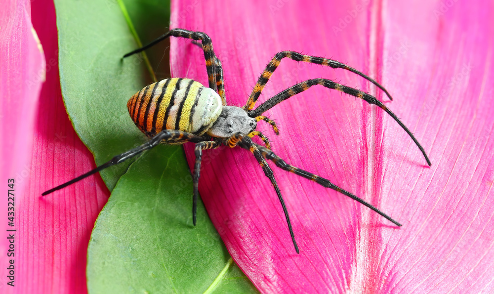 Banded garden spider or banded orb weaving spider, Argiope trifasciata ...