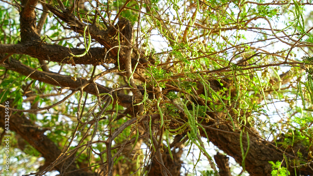 Hanging green fruits, sagari or khejari pods on the branch of Prosopis ...