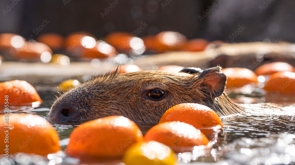 Capybara in the bath in Japan Stock Photo | Adobe Stock