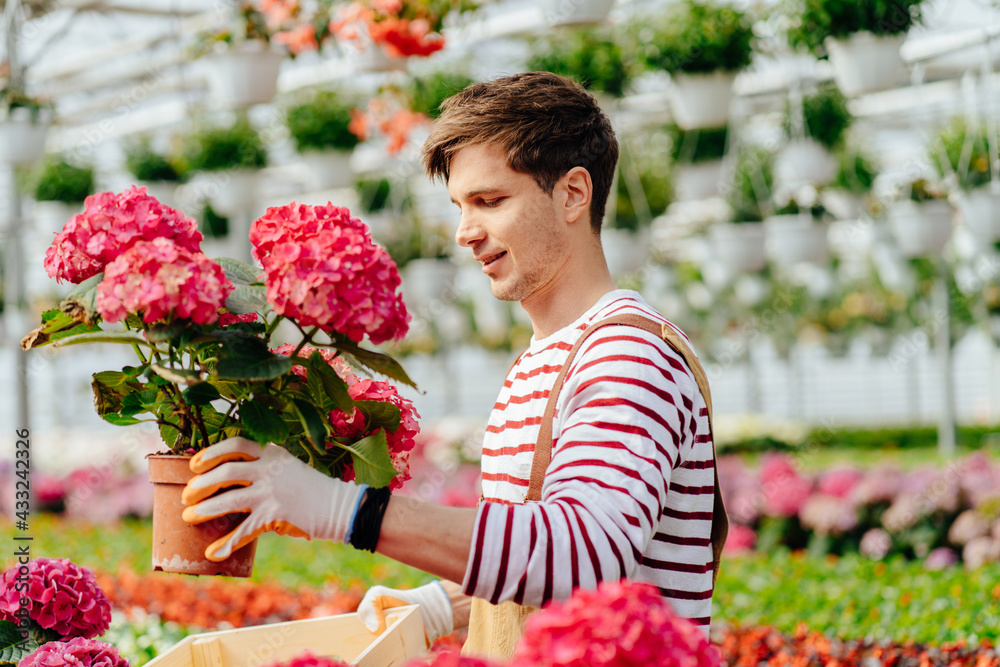 Smiling handsome man holding potted hydrangea flower in a greenhouse ...