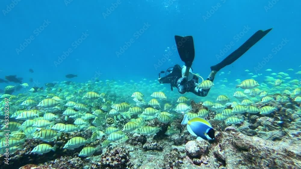School of tuna tunny fish on the blue background of the sea under water ...