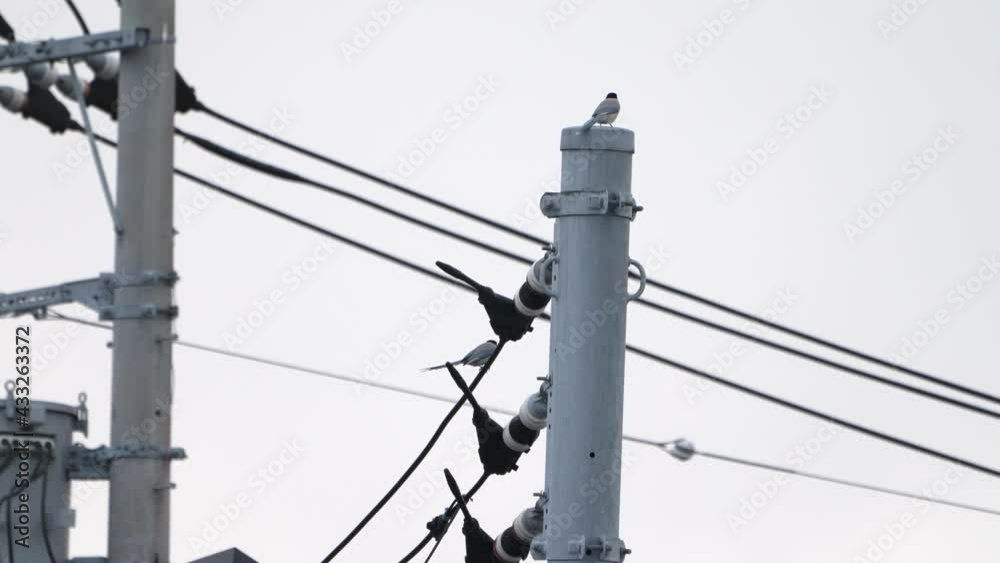 Group Of Azure-winged Magpie Sitting On Electricity Pole In Tokyo ...