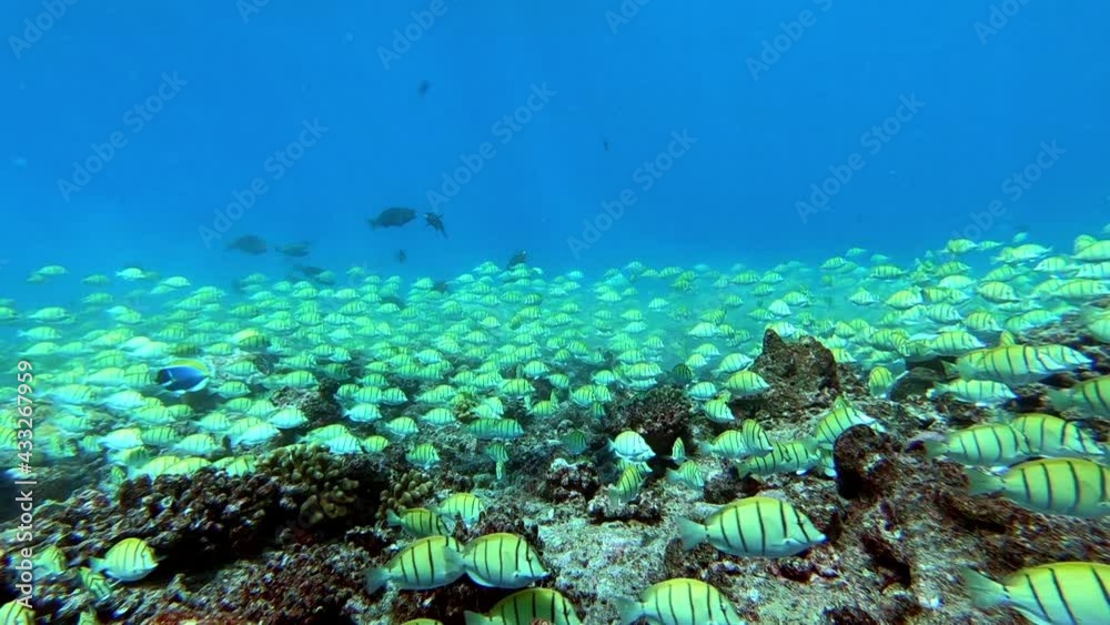 School of tuna tunny fish on the blue background of the sea under water ...