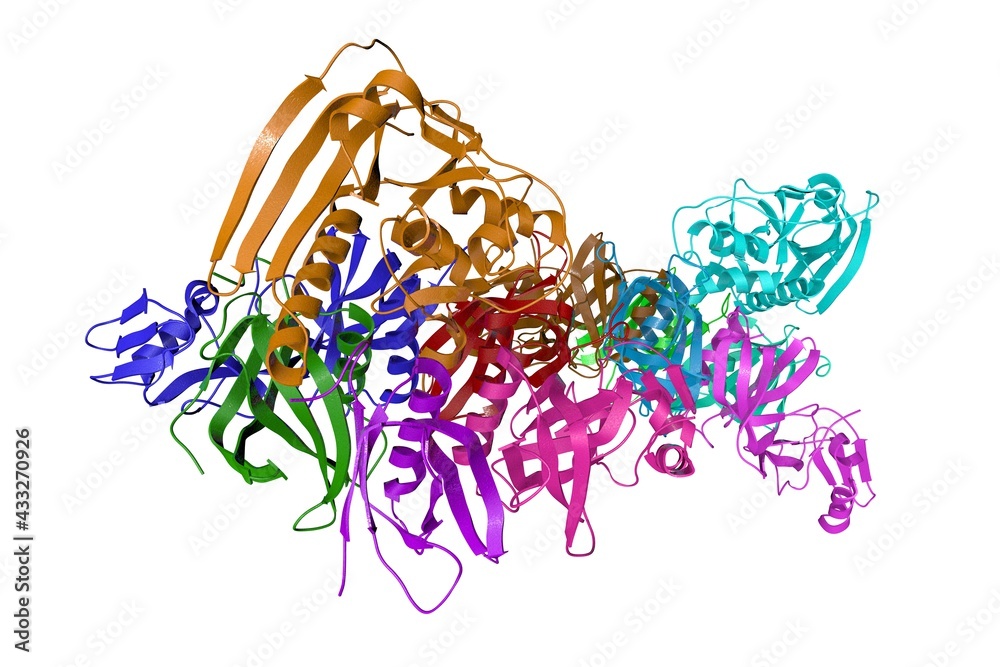 Crystal structure of pertussis toxin. Ribbons diagram with differently ...