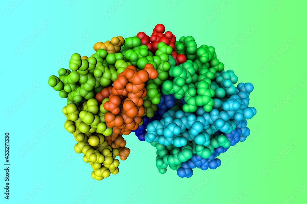Space-filling molecular model of human pepsin and its complex with ...