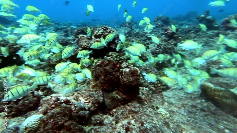 Video Stock School of tuna tunny fish on the blue background of the sea ...