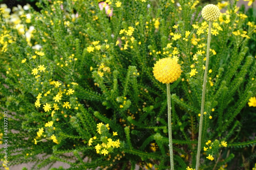 Foto de yellow flowers are blooming beautifully at Yamashita park in ...