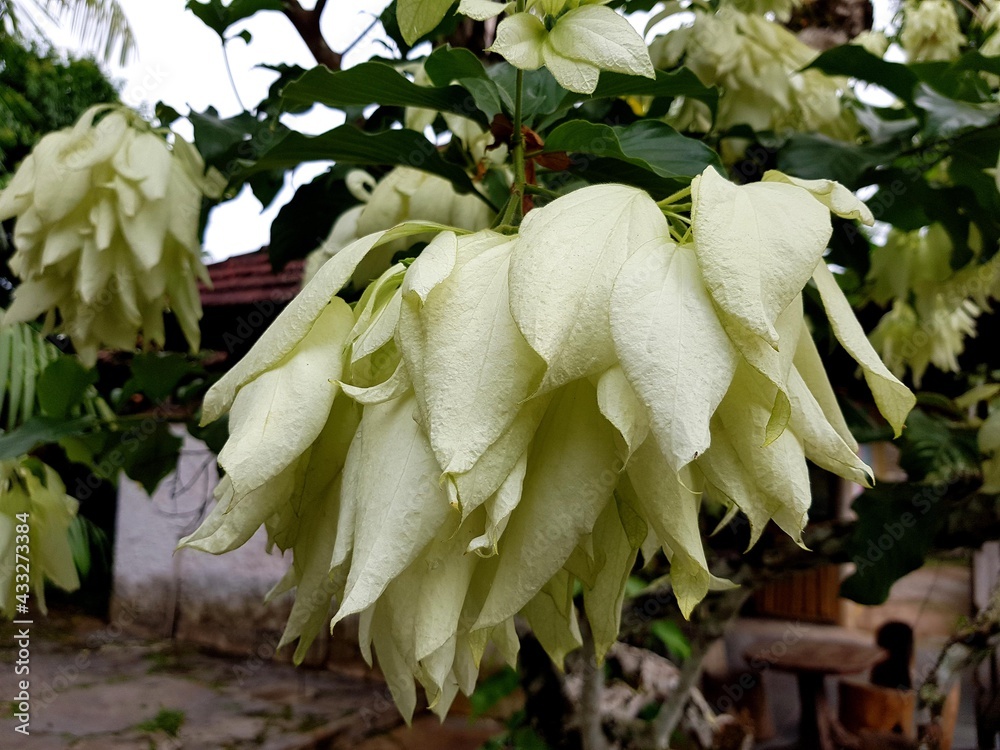 Mussaenda philippica (Filipino: agboy) is a plant species in the family ...