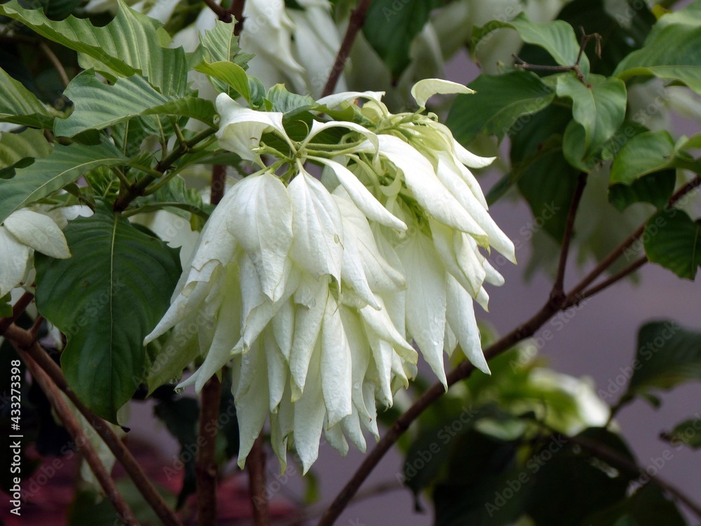 Mussaenda philippica (Filipino: agboy) is a plant species in the family ...