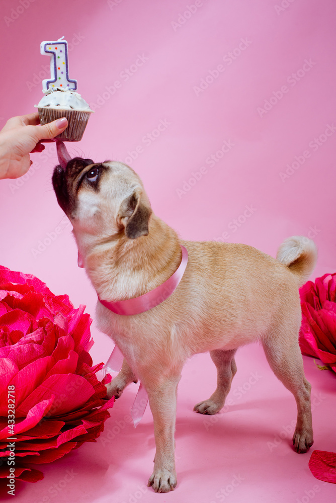 Funny birthday dog eating cake with one candle in front of him on the ...