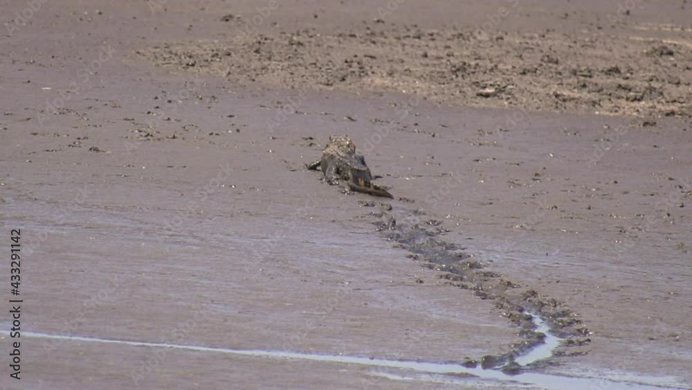 Young alligator walking in very deep mud Stock Video | Adobe Stock