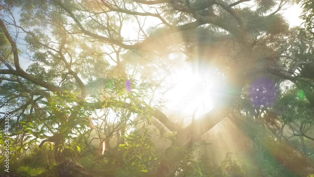 Calm and relaxed nature background. 4K footage of the beautiful green ...