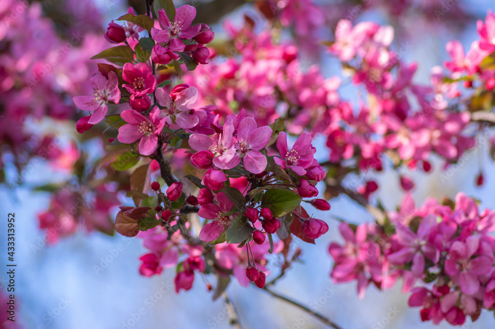 Ornamental malus apple tree plant flowering during springtime, toringo ...