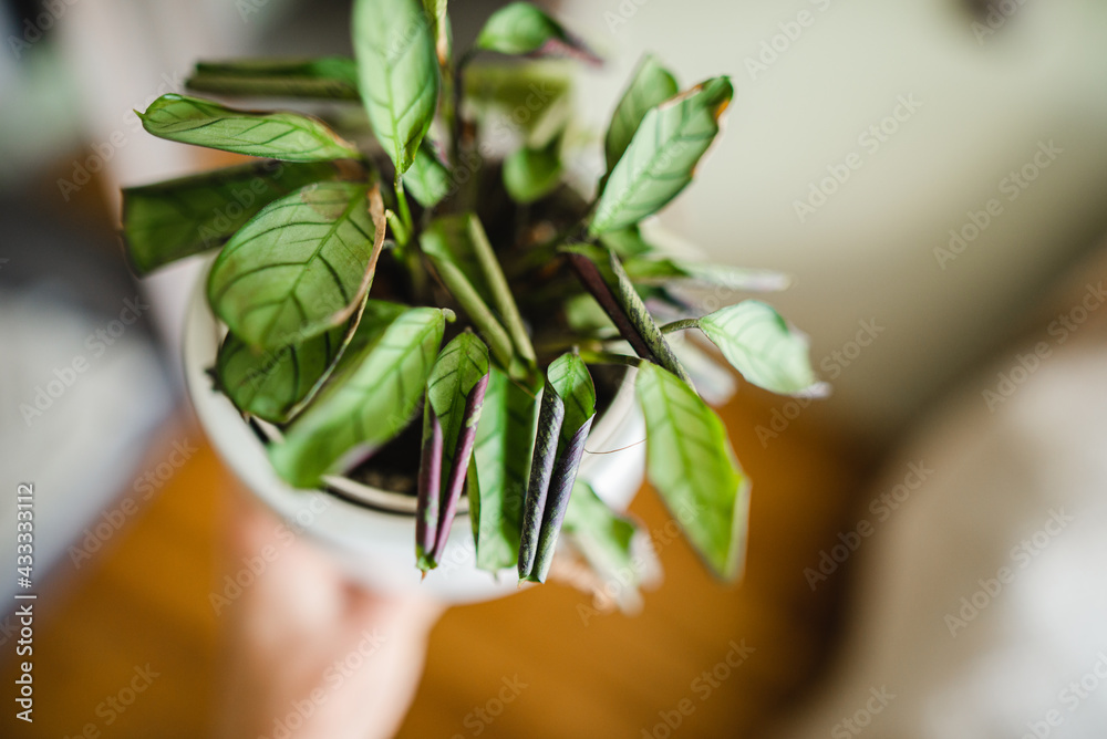 Maranta leuconeura Amabilis Mint thrips Stock Photo | Adobe Stock