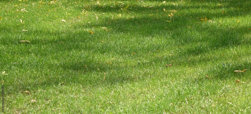 Garden Backyard Park Shady Fresh Lawn Green Wide Background Or Texture ...