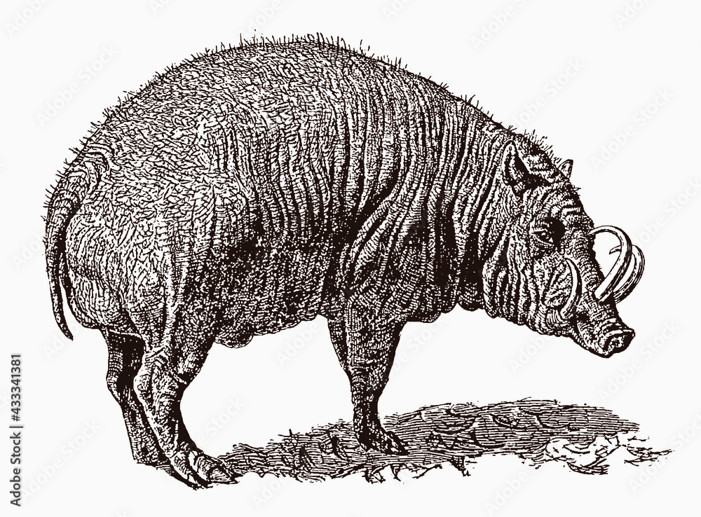Threatened Buru babirusa, babyrousa babyrussa with distinctive tusks in ...