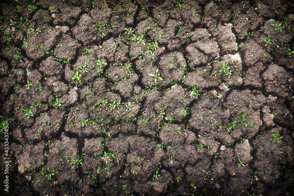 Dry Earth Soil Ground With Small Yong Green Sprout Grunge Texture ...