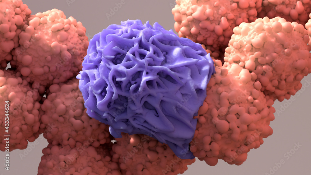 Macrophage devouring a cancer cell, immune cells capable of physically ...