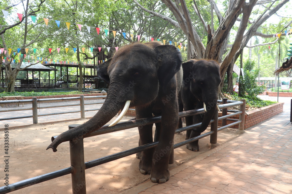Two big elephants had long noses and long white tusks, big black ear ...