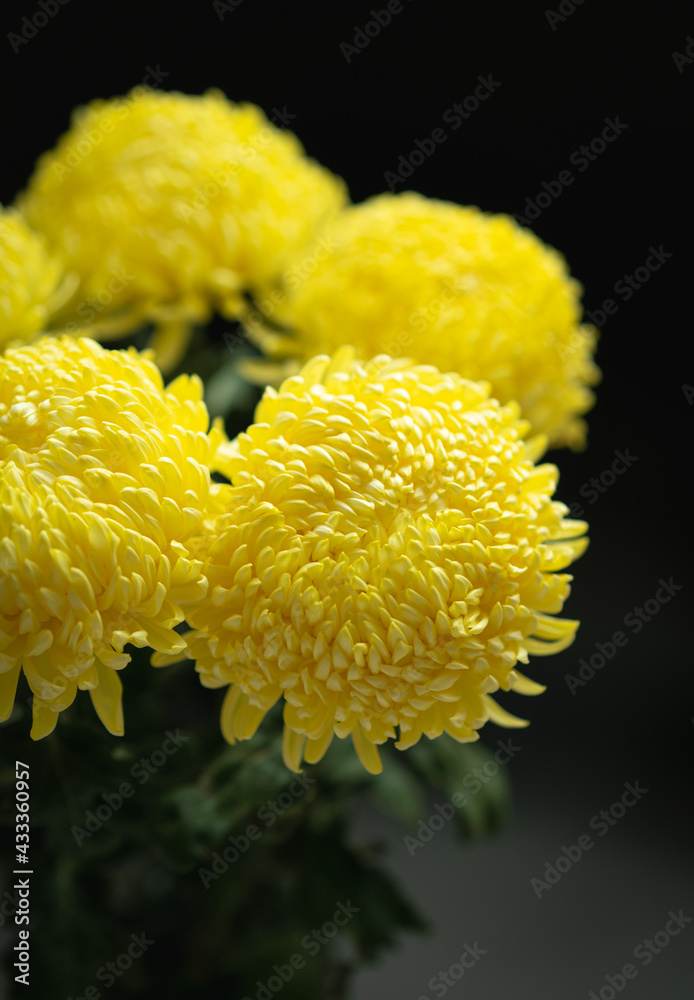 Yellow Football Mums
