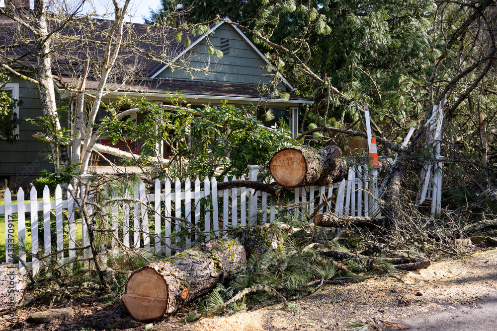 Fallen tree in the front yard of a residential home after storm. The ...